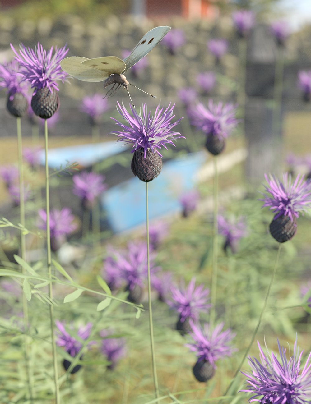 Wild Flowers Vol-2 - Knapweed | Daz 3D