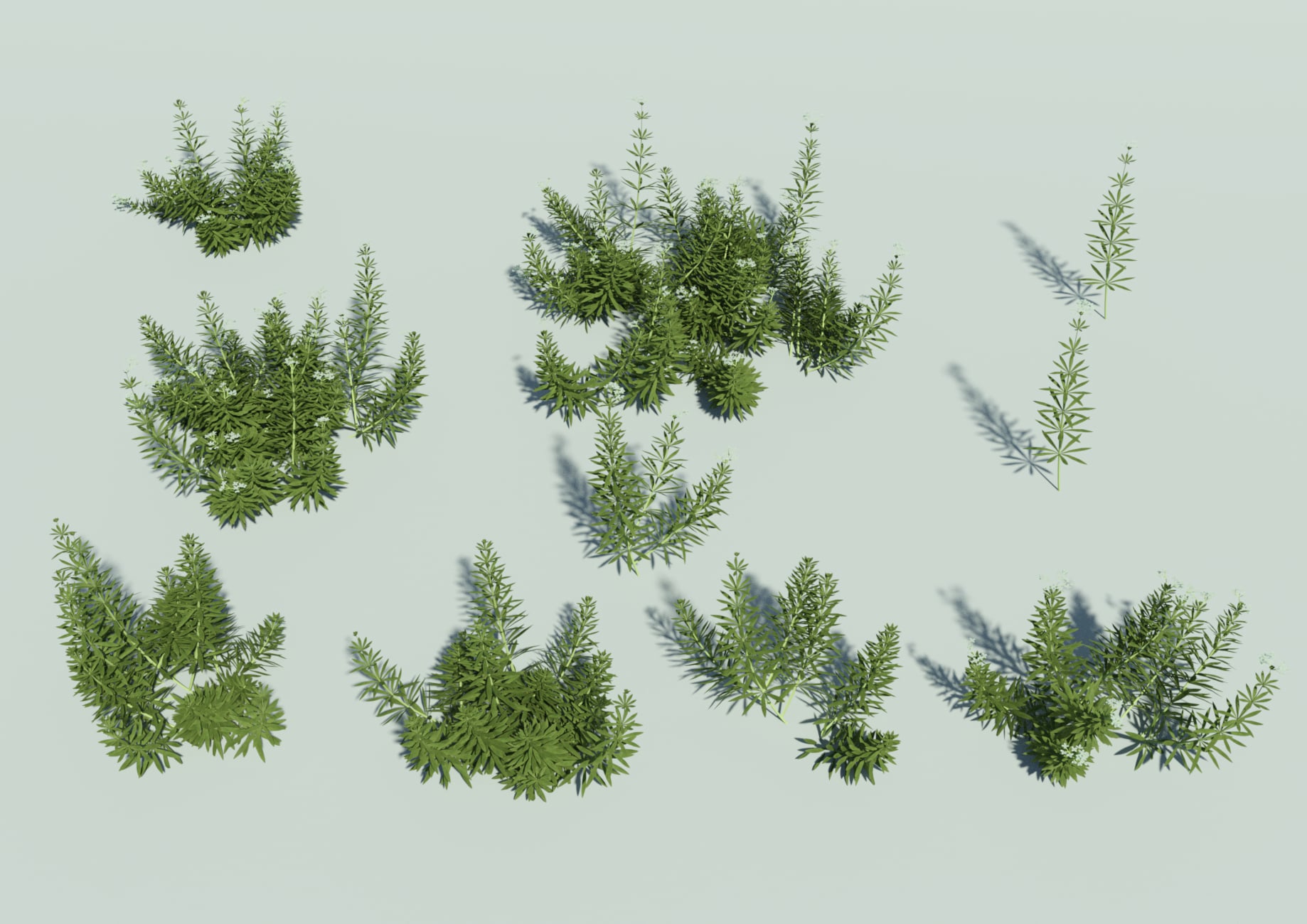 Wild Flowers Vol-2 - Sweet Woodruff | Daz 3D