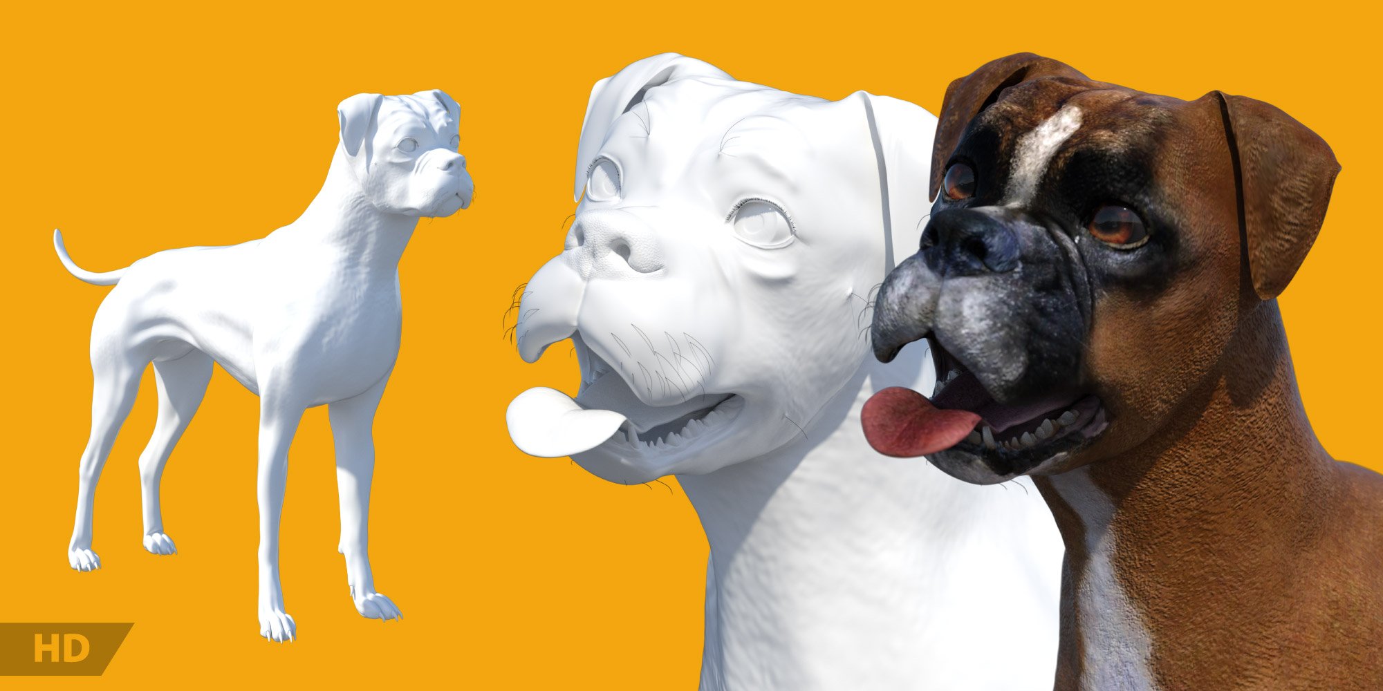 Boxer for Daz Dog 8 | Daz 3D