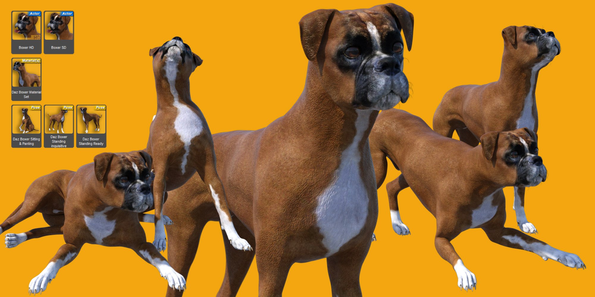 Boxer for Daz Dog 8 | Daz 3D