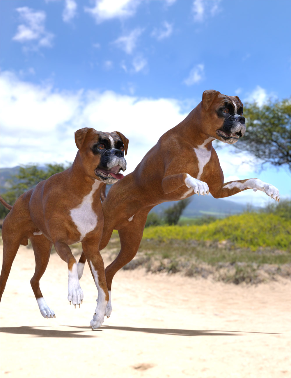 Boxer for Daz Dog 8 | Daz 3D