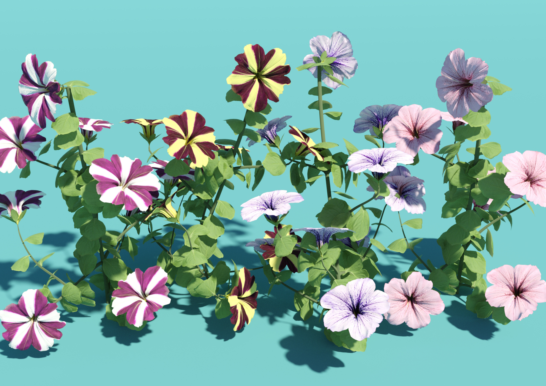 Cottage Garden Flowers - Petunias Expansion | Daz 3D