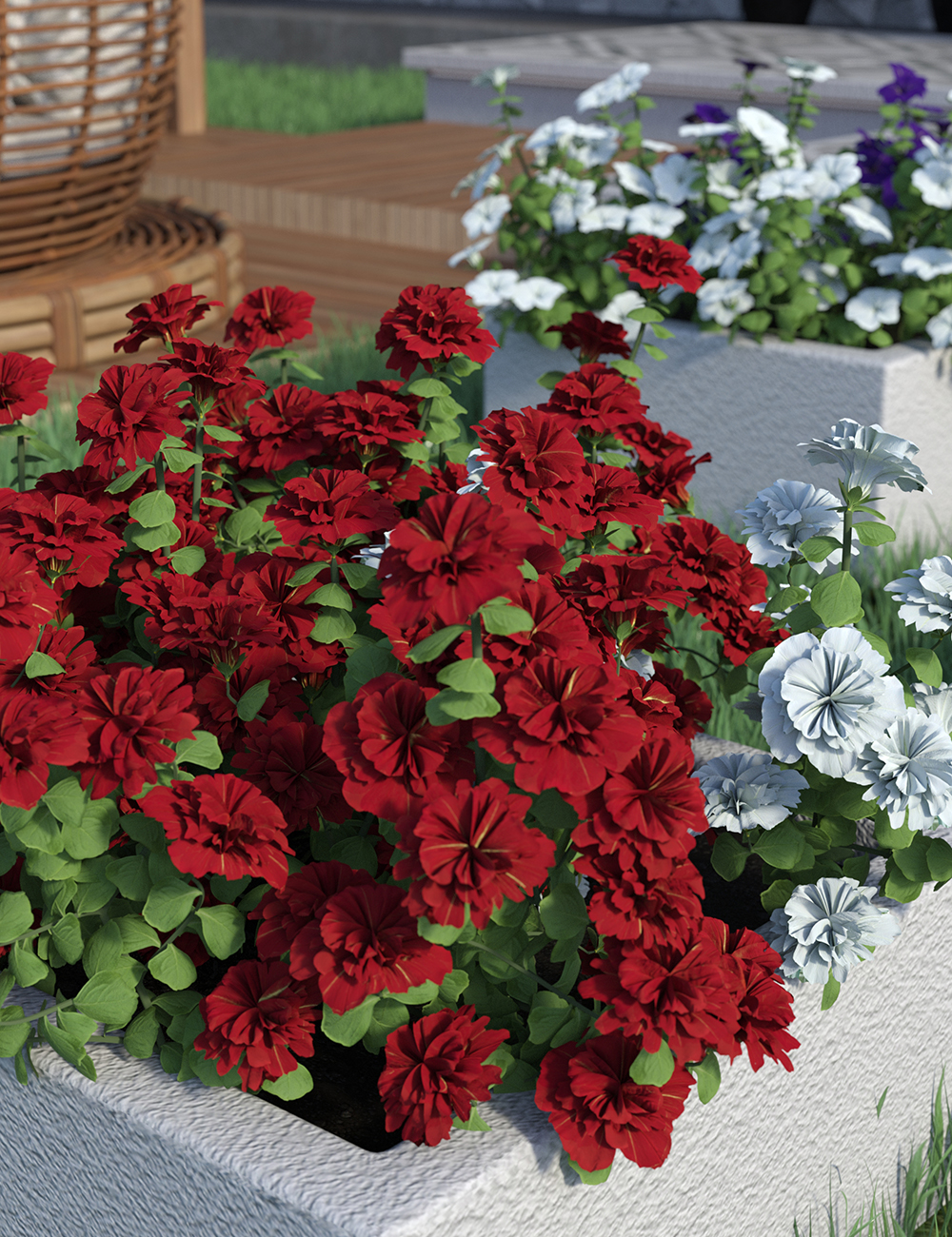 Cottage Garden Flowers Vol2 - Petunias Bundle | Daz 3D
