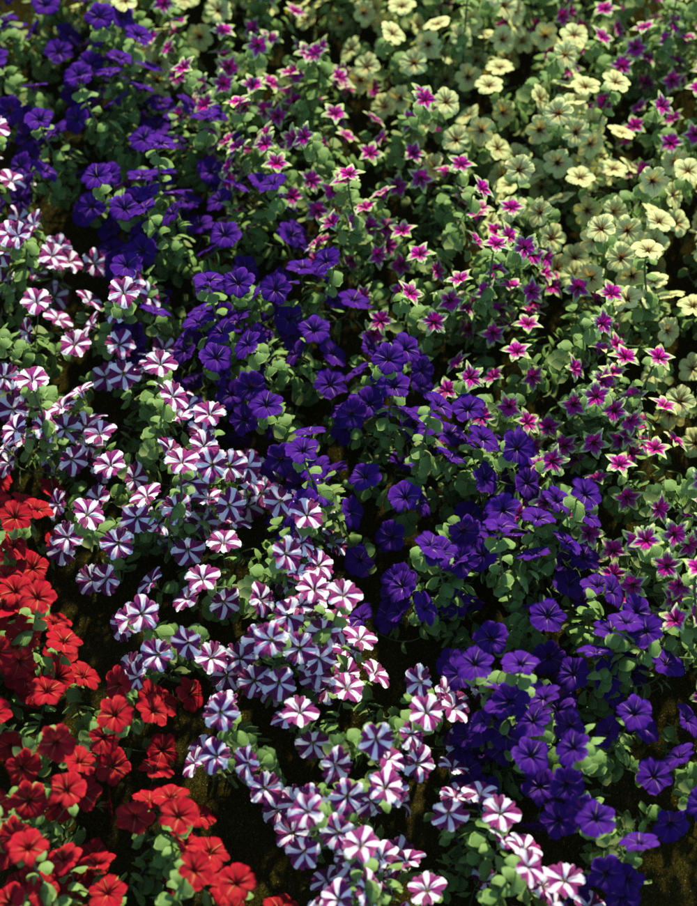 Cottage Garden Flowers Vol2 - Petunias Bundle | Daz 3D