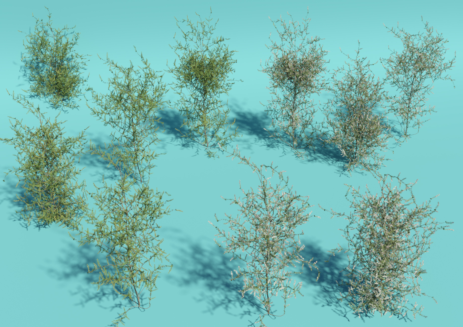 Hedgerow Kit - Wild Hawthorne Hedges Base | Daz 3D