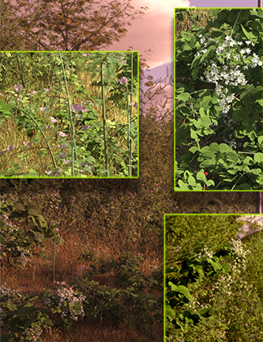 Hedgerow Kit - Expansion Roses and Brambles | Daz 3D
