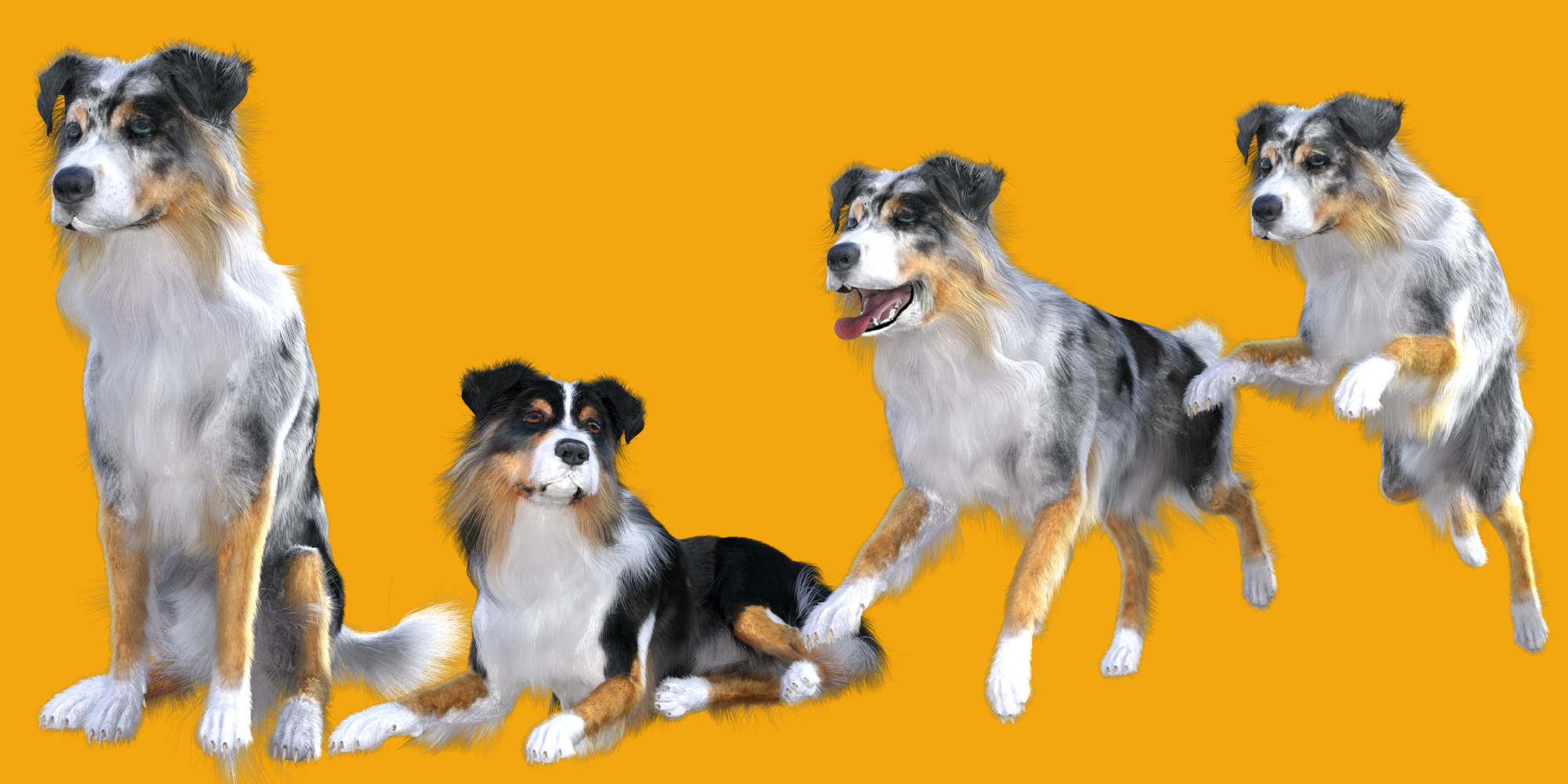 Australian Shepherd for Daz Dog 8 | Daz 3D