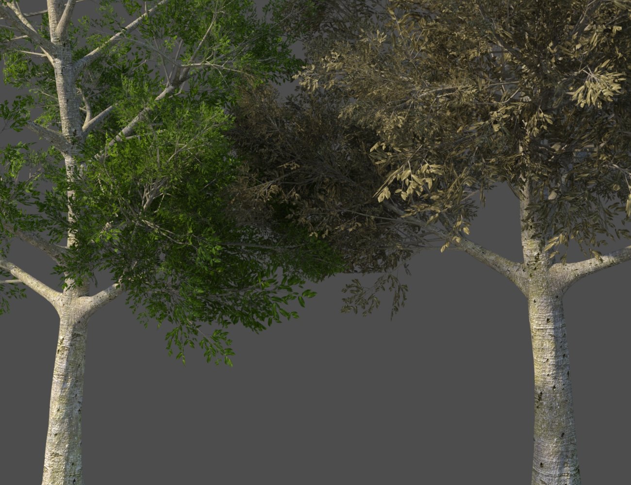My Trees | Daz 3D