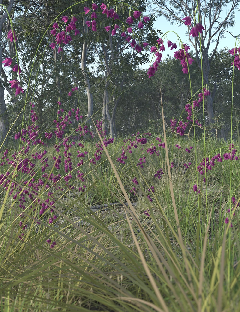 Cottage Garden Flowers - Angels Fishing Rods | Daz 3D