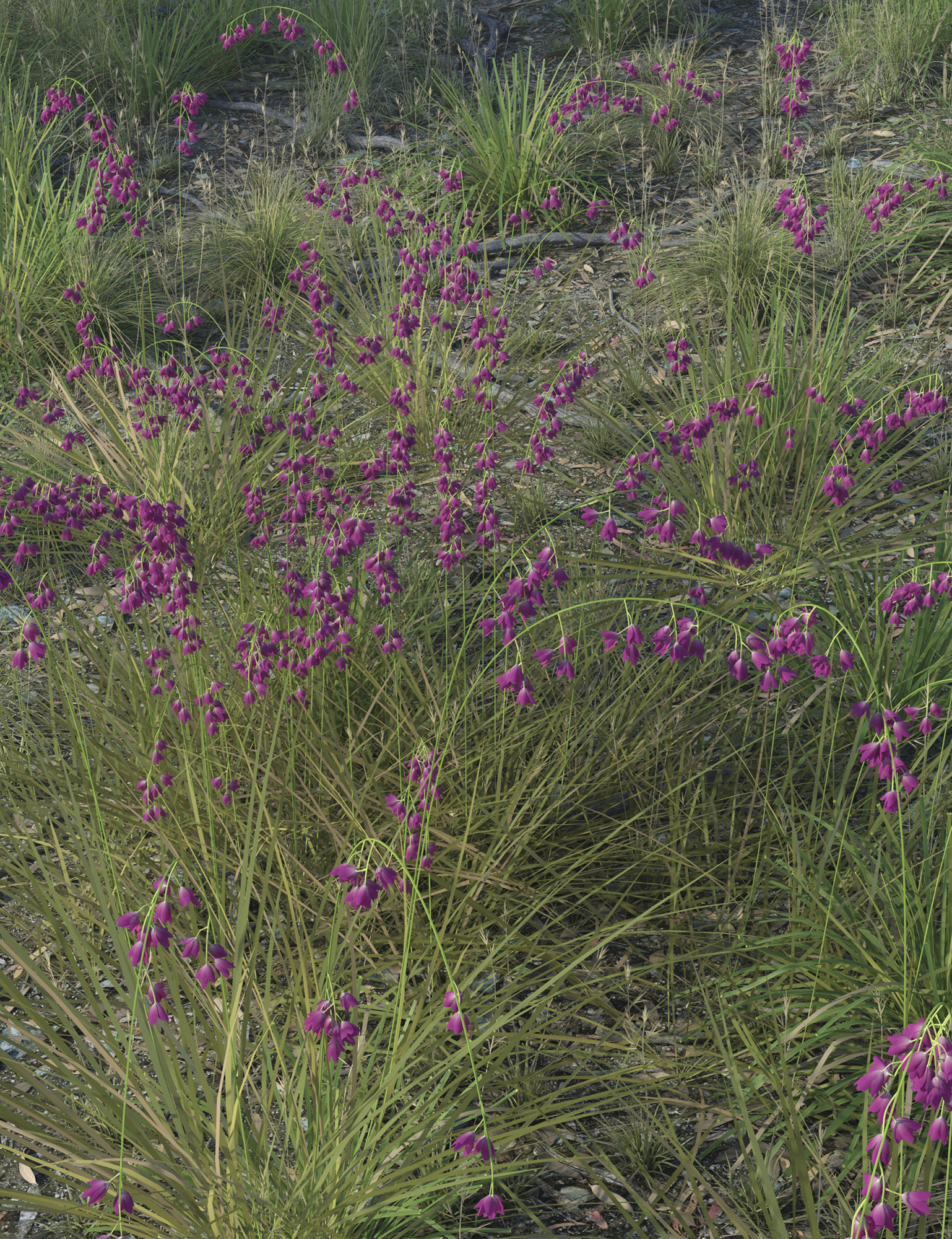 Cottage Garden Flowers - Angels Fishing Rods | Daz 3D