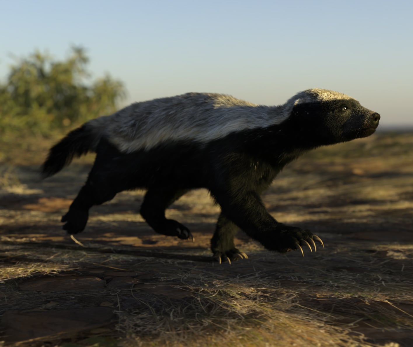Honey Badger by AM | Daz 3D