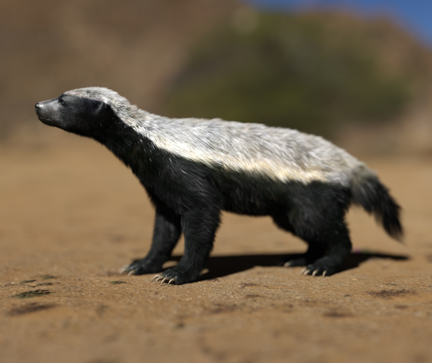 Honey Badger by AM | Daz 3D