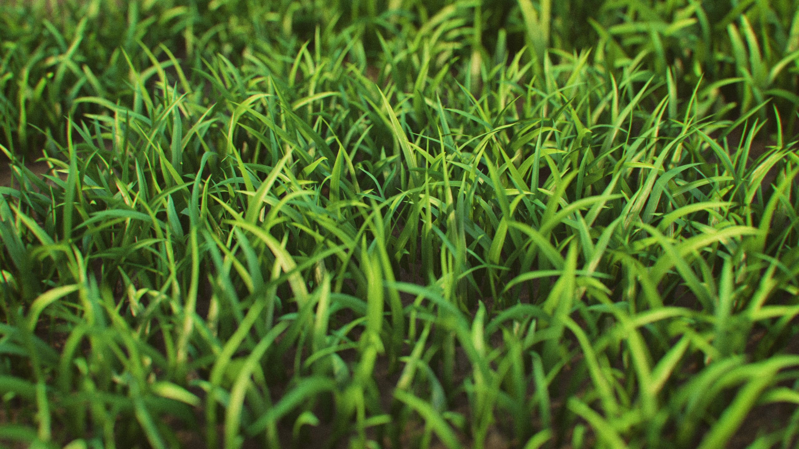 LI Elemental Dynamics - Grass Patches | Daz 3D