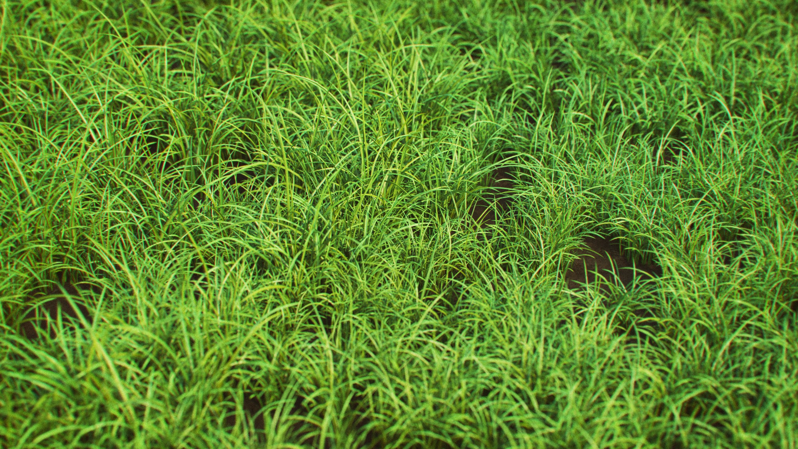 LI Elemental Dynamics - Grass Patches | Daz 3D