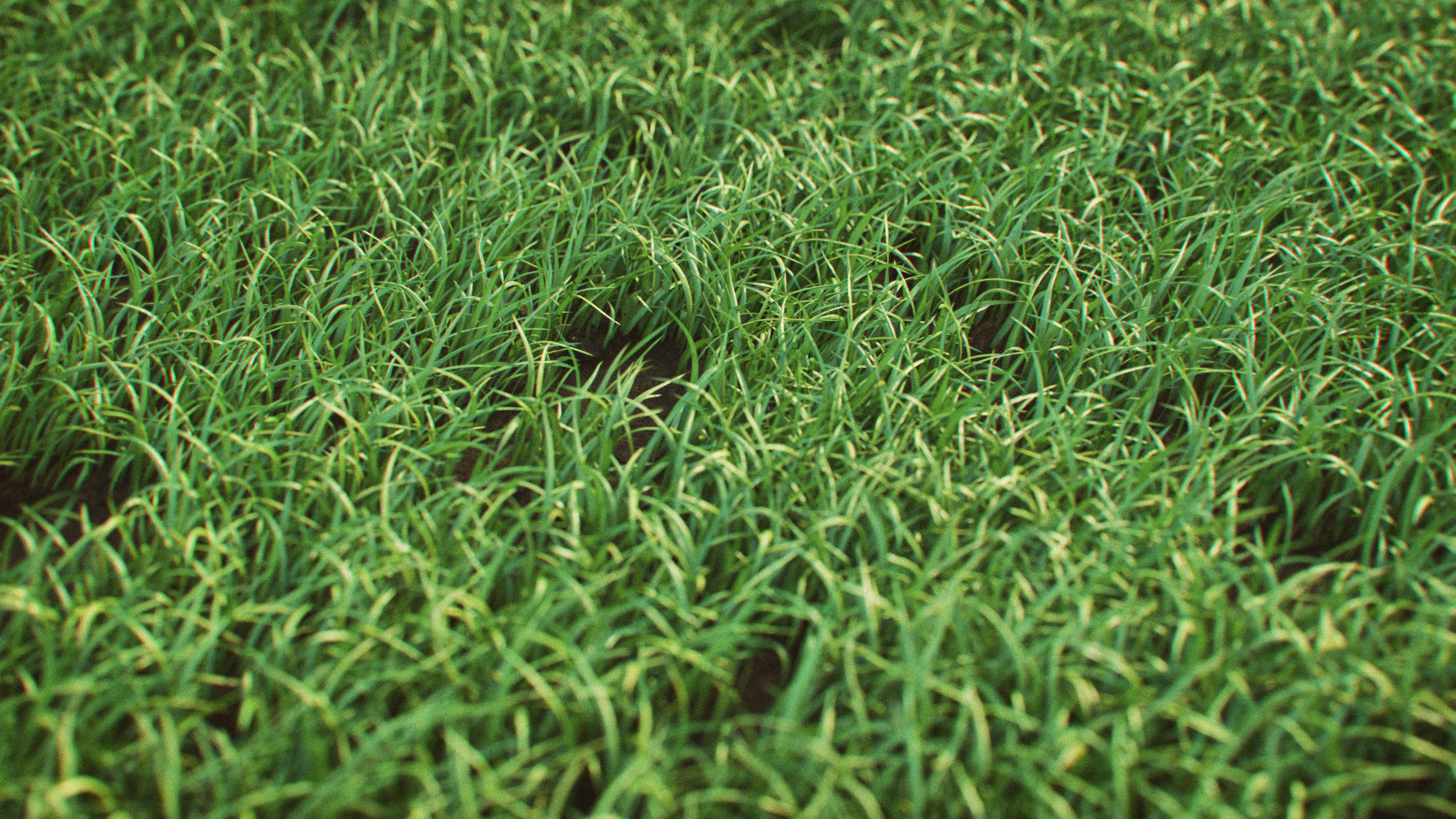 LI Elemental Dynamics - Grass Patches | Daz 3D