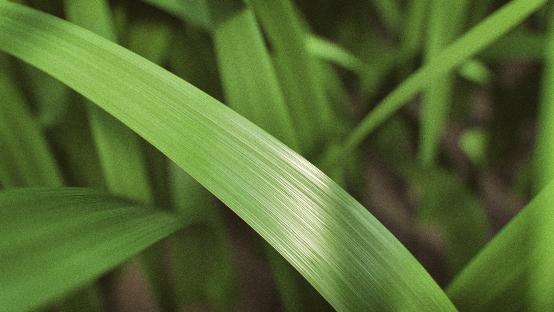 LI Elemental Dynamics - Grass Patches | Daz 3D