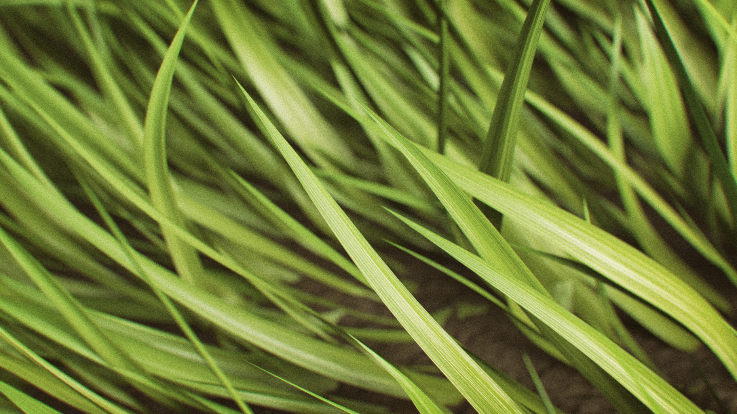 LI Elemental Dynamics - Grass Patches | Daz 3D