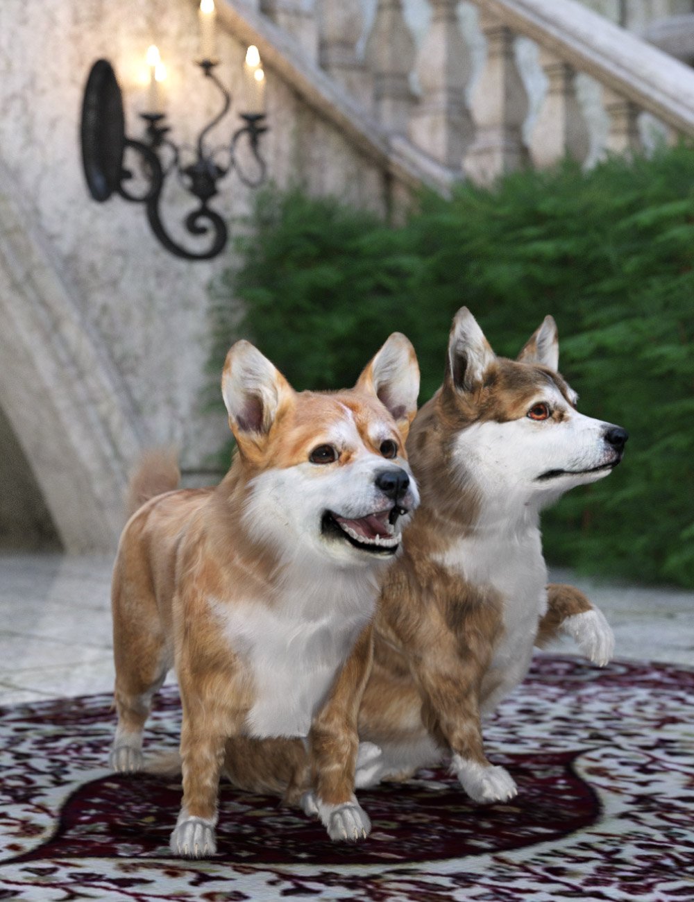 Corgi for Daz Dog 8 | Daz 3D