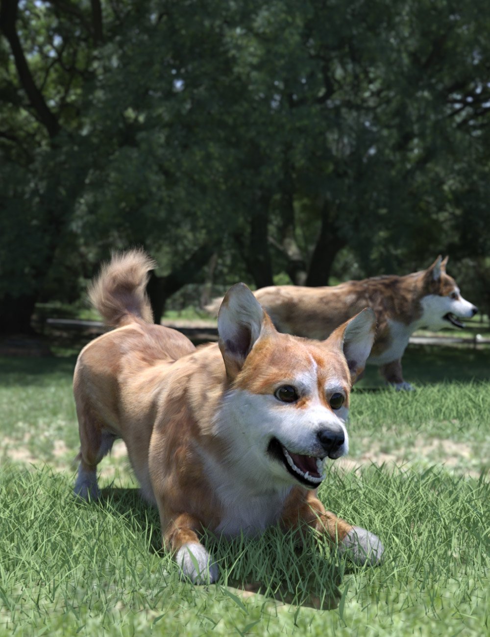 Corgi for Daz Dog 8 | Daz 3D