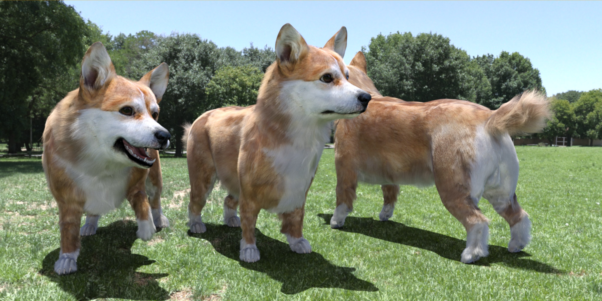 Corgi for Daz Dog 8 | Daz 3D