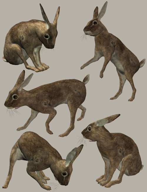 Noggin's Rabbit and Hare | Daz 3D