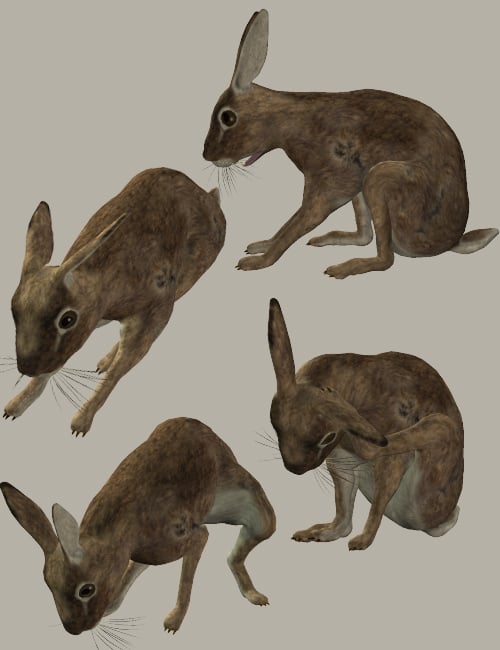 Noggin's Rabbit and Hare | Daz 3D