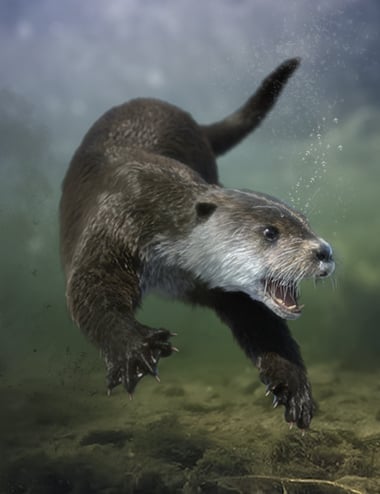 Otter by AM | Daz 3D