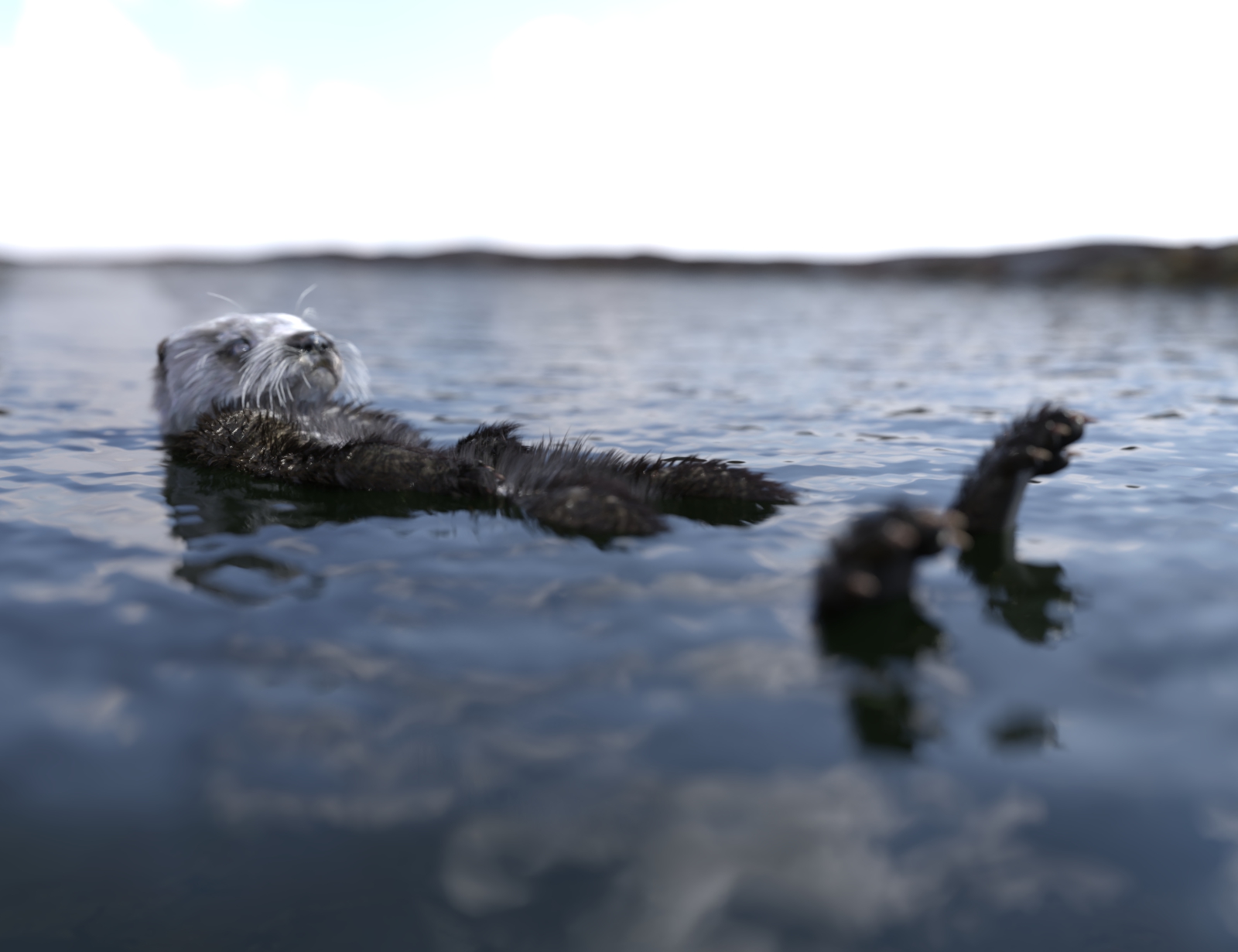 Otter by AM | Daz 3D