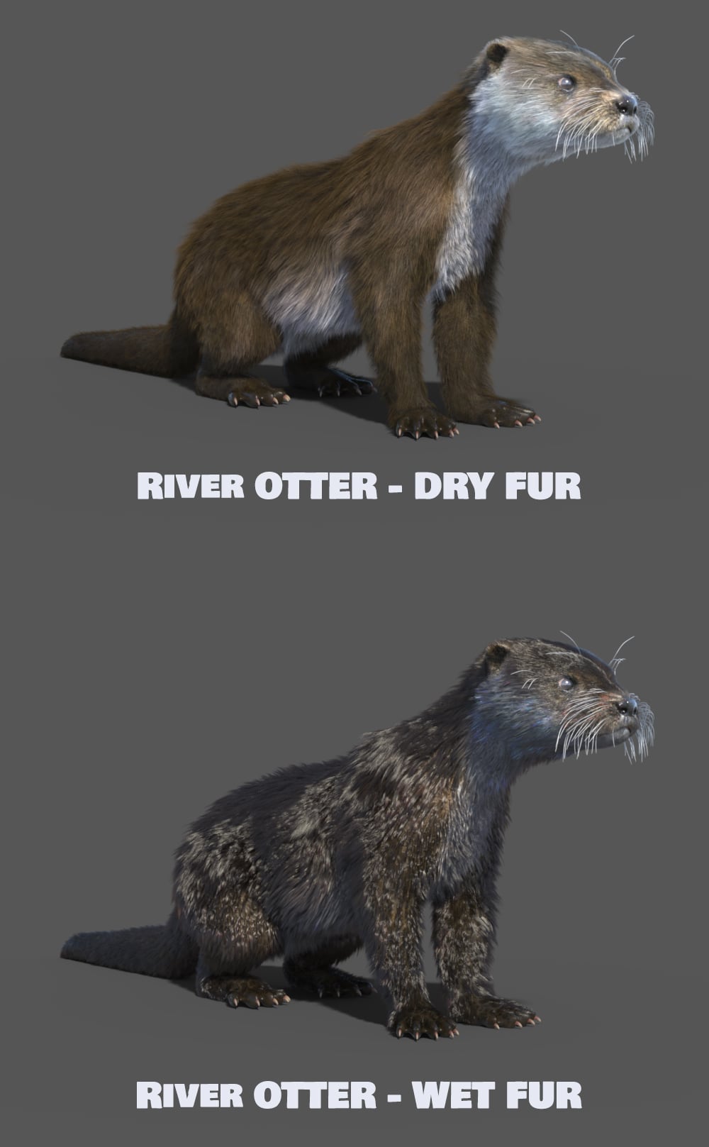 Otter by AM | Daz 3D