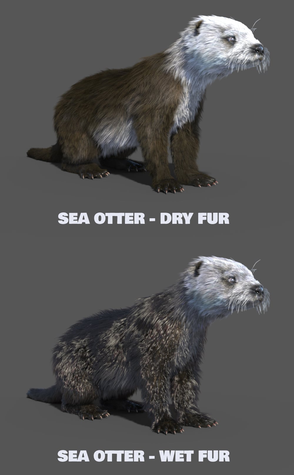 Otter by AM | Daz 3D