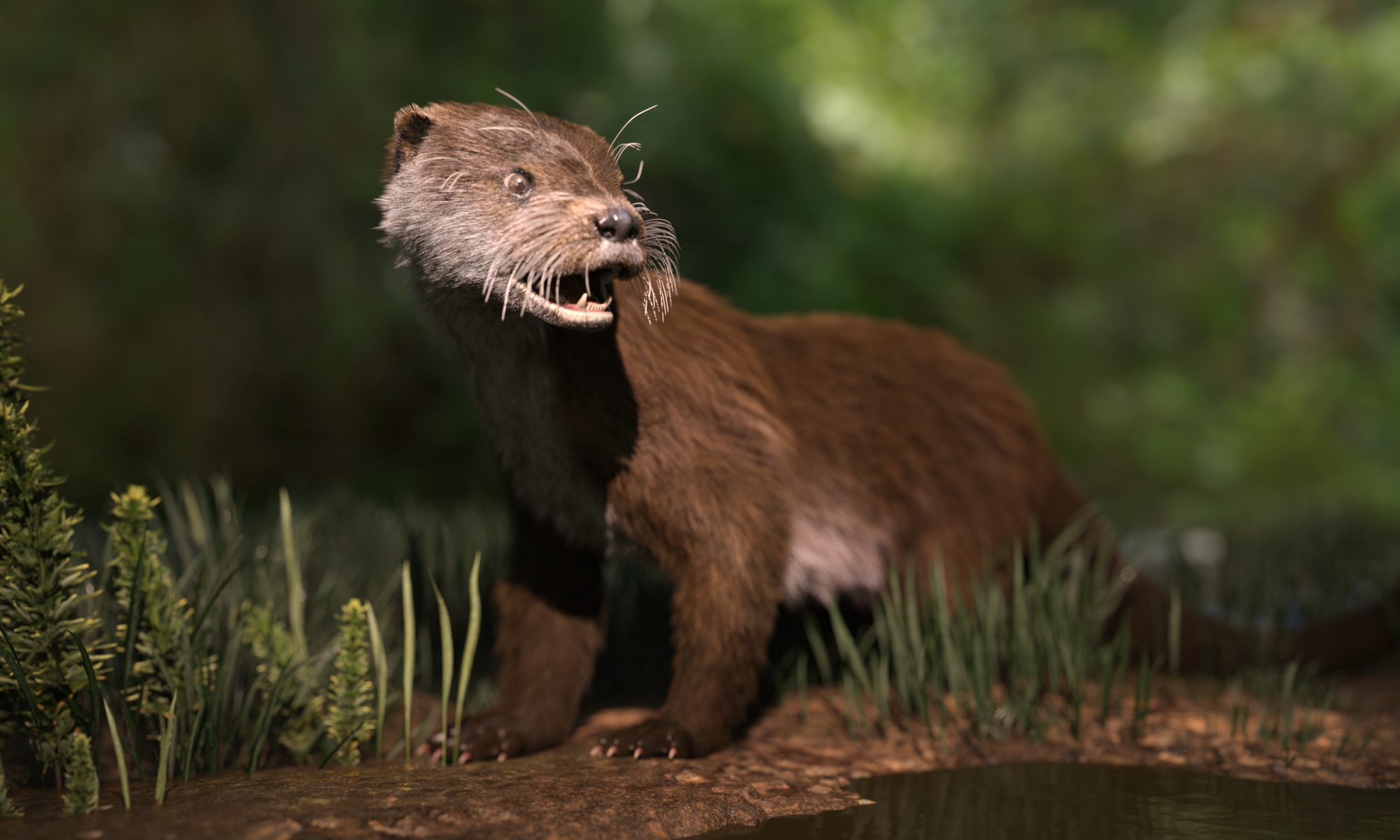Otter by AM | Daz 3D