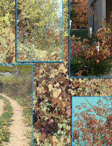 Hedgerow Kit 3 - Fall Hawthorne Hedges Brambles and DogRose | Daz 3D