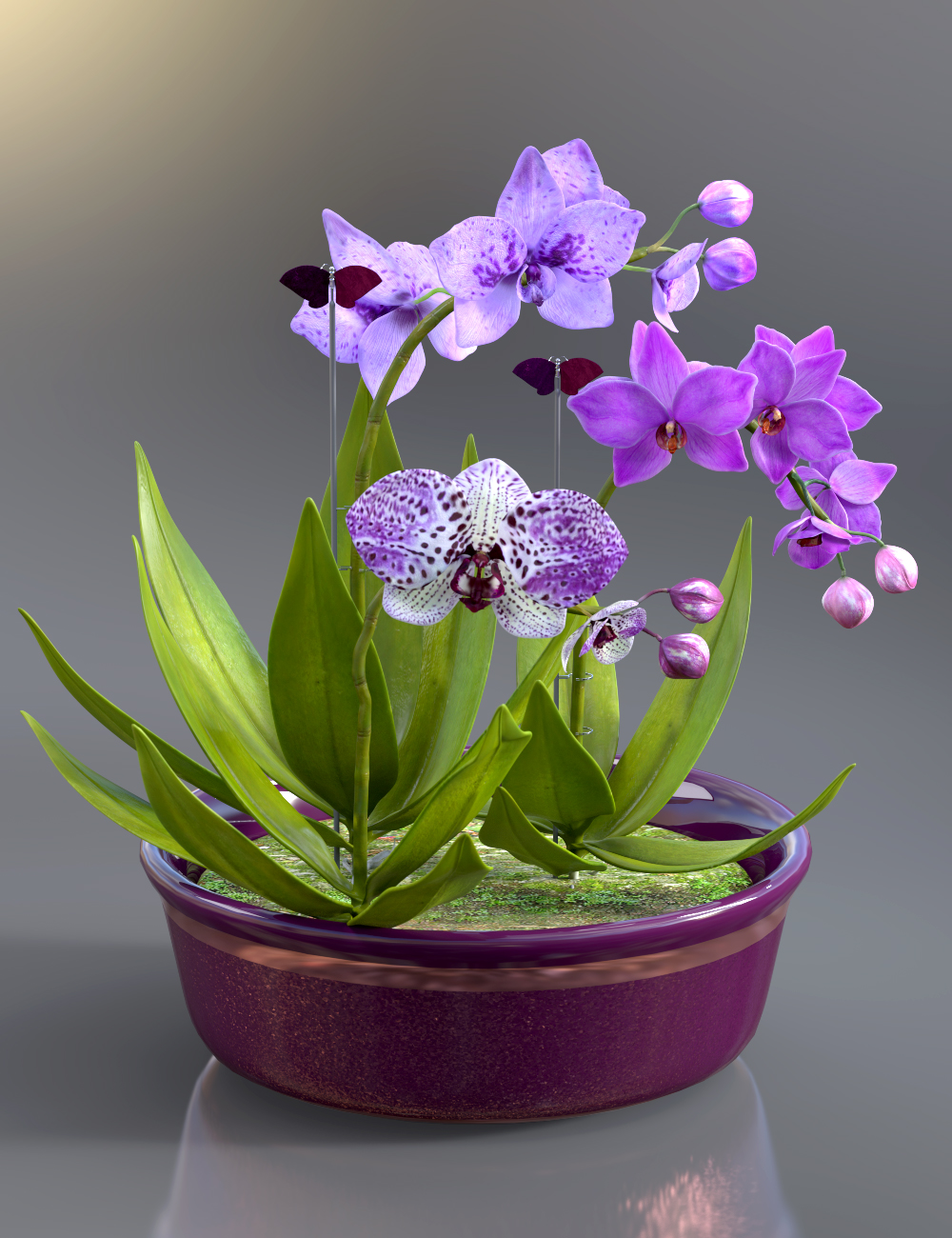 Morphing Orchid | Daz 3D