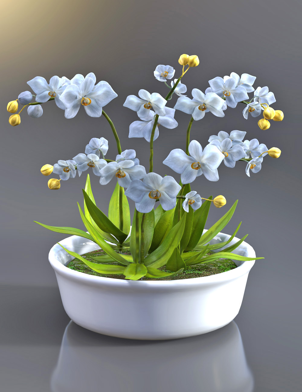 Morphing Orchid | Daz 3D