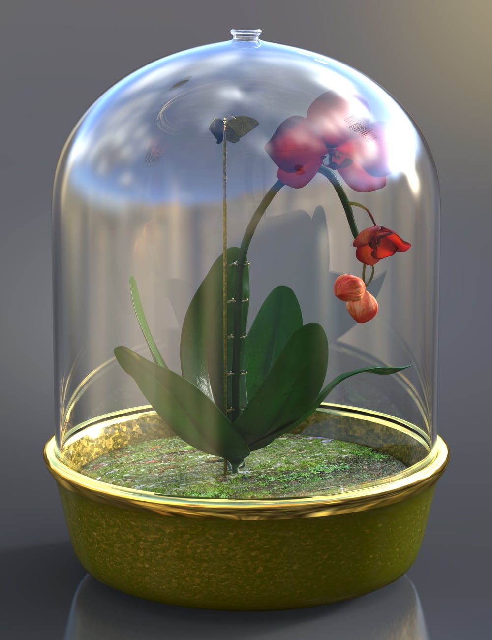 Morphing Orchid | Daz 3D