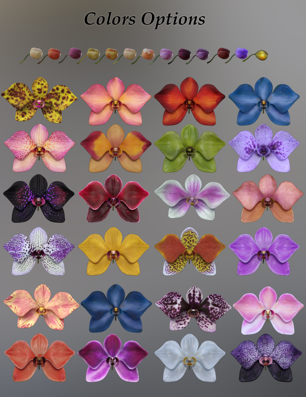 Morphing Orchid | Daz 3D