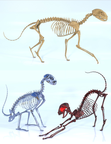 Cat Skeleton Mr. Rattlepaws | Daz 3D