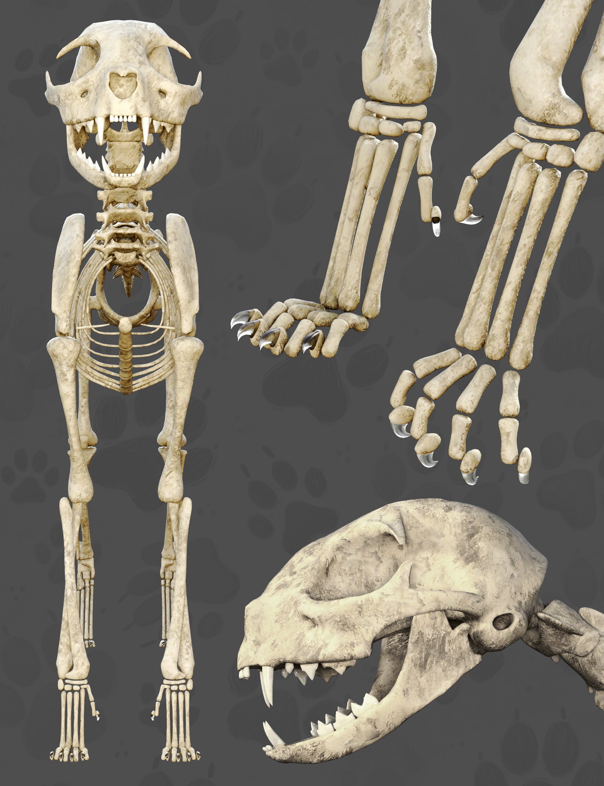 Cat Skeleton Mr. Rattlepaws | Daz 3D