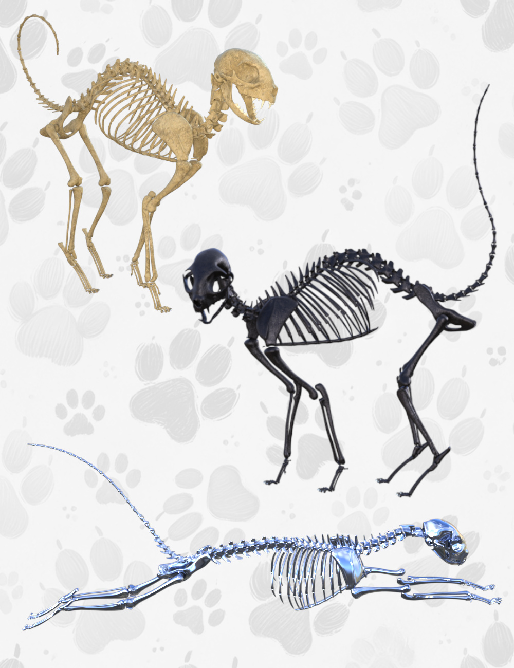 Cat Skeleton Mr. Rattlepaws | Daz 3D
