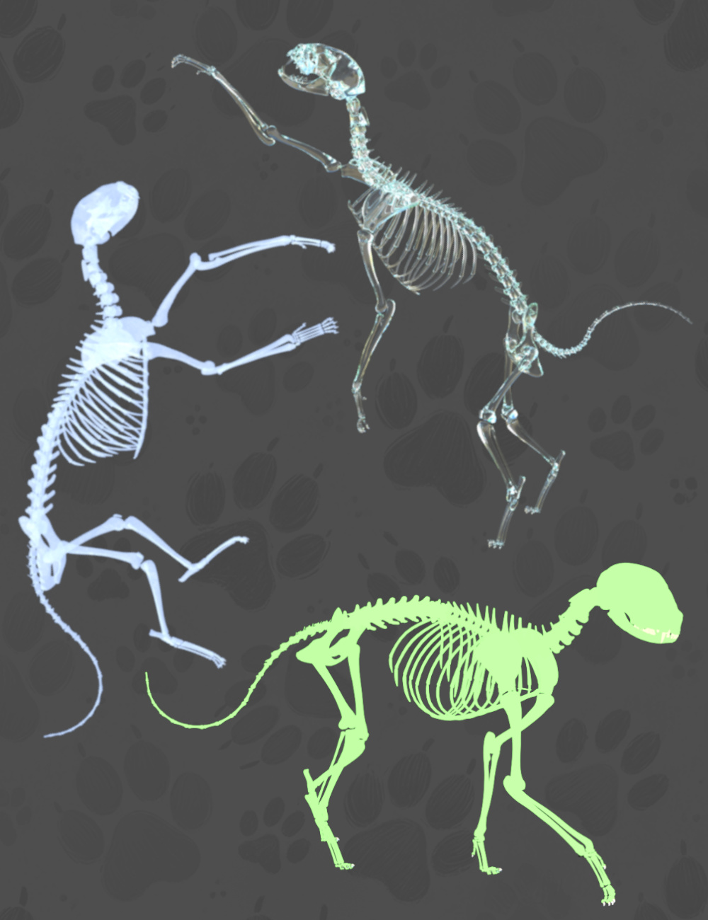 Cat Skeleton Mr. Rattlepaws | Daz 3D