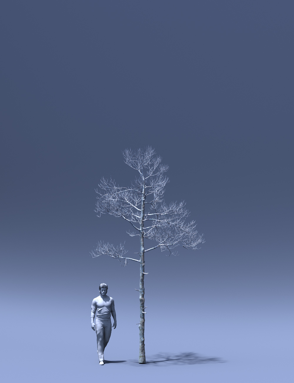 Botanicals : Pine Trees | Daz 3D