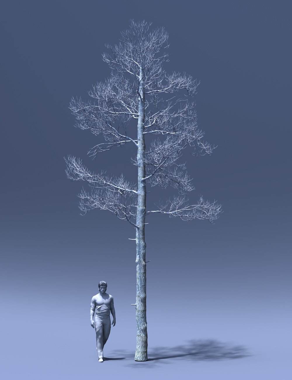 Botanicals : Pine Trees | Daz 3D