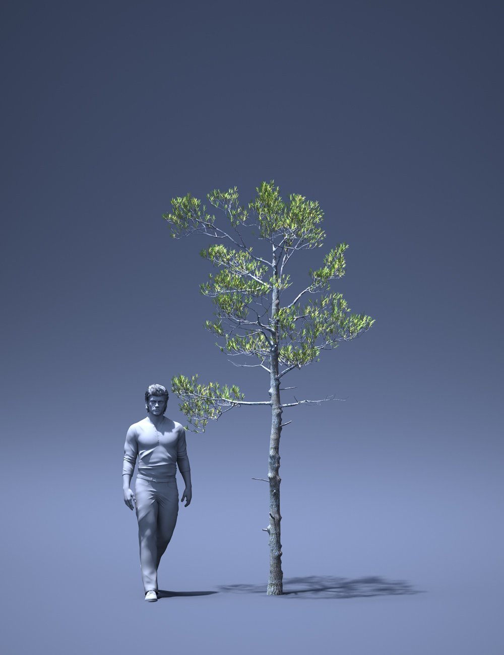 Botanicals : Pine Trees | Daz 3D