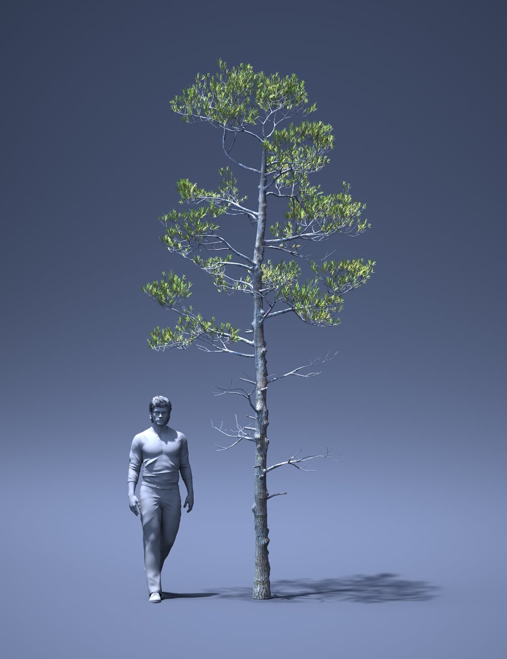 Botanicals : Pine Trees | Daz 3D