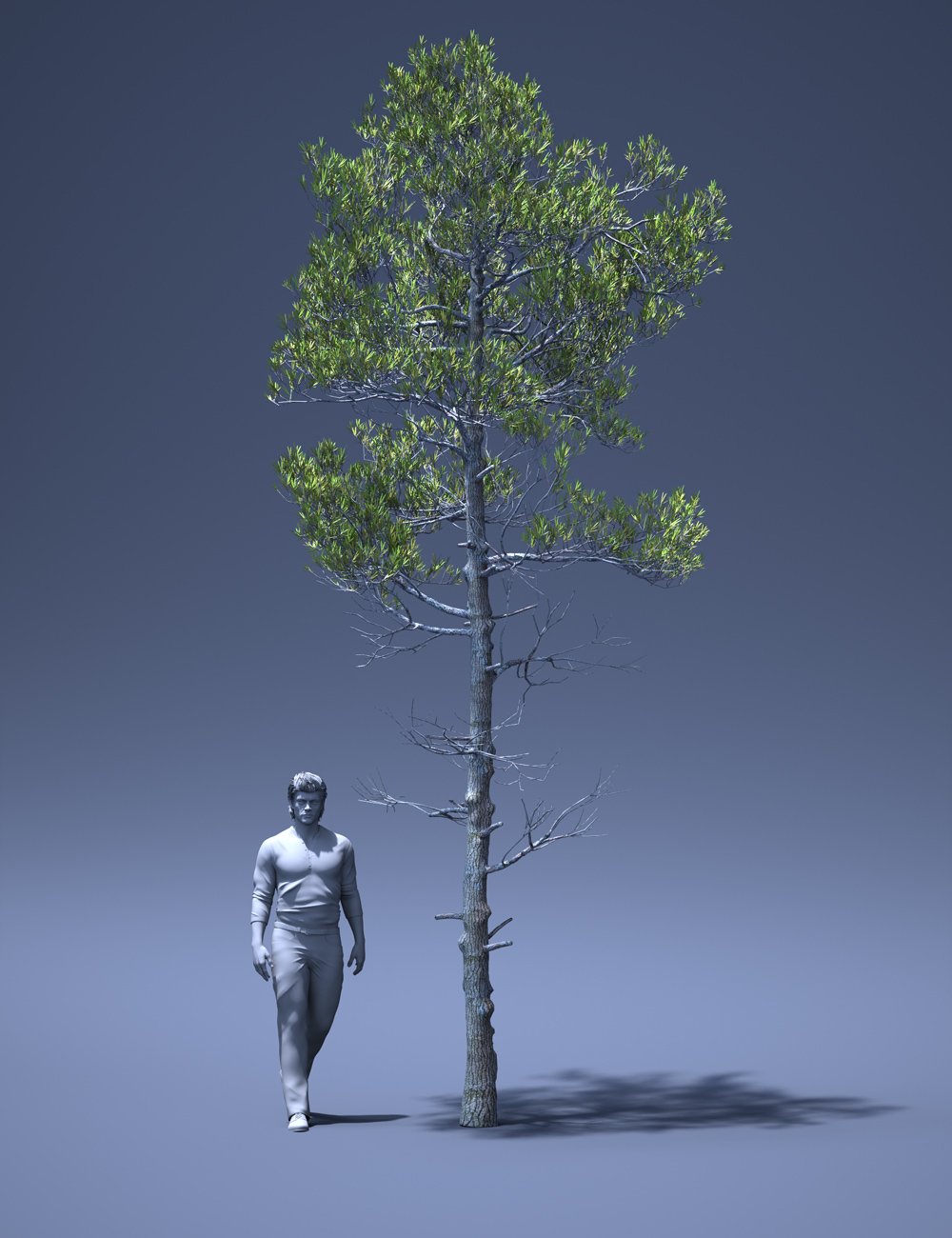 Botanicals : Pine Trees | Daz 3D