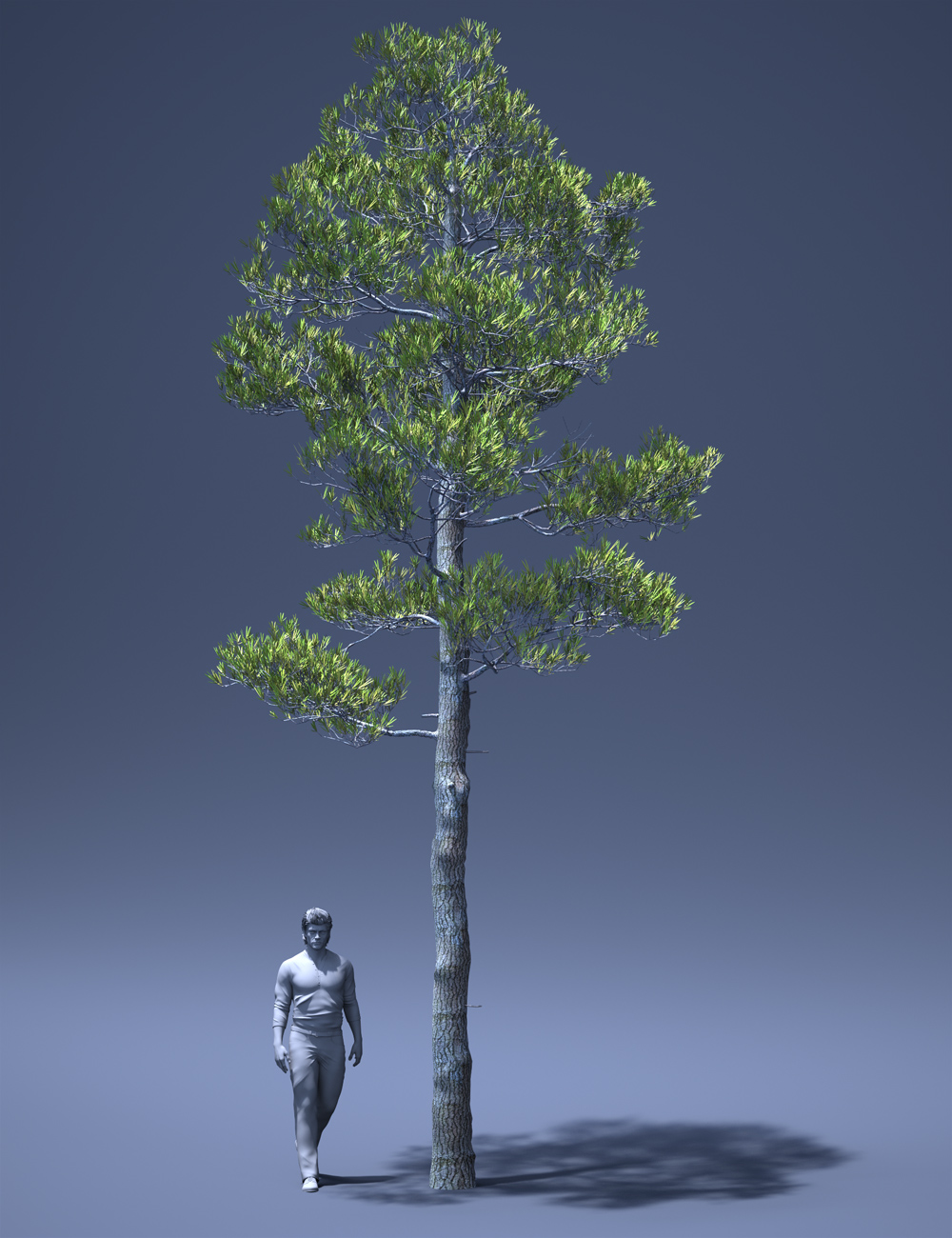 Botanicals : Pine Trees | Daz 3D