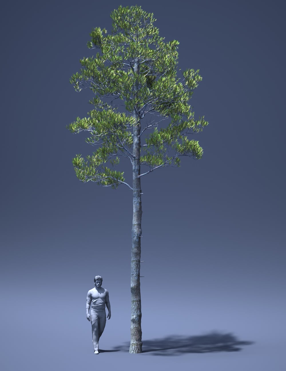 Botanicals : Pine Trees | Daz 3D