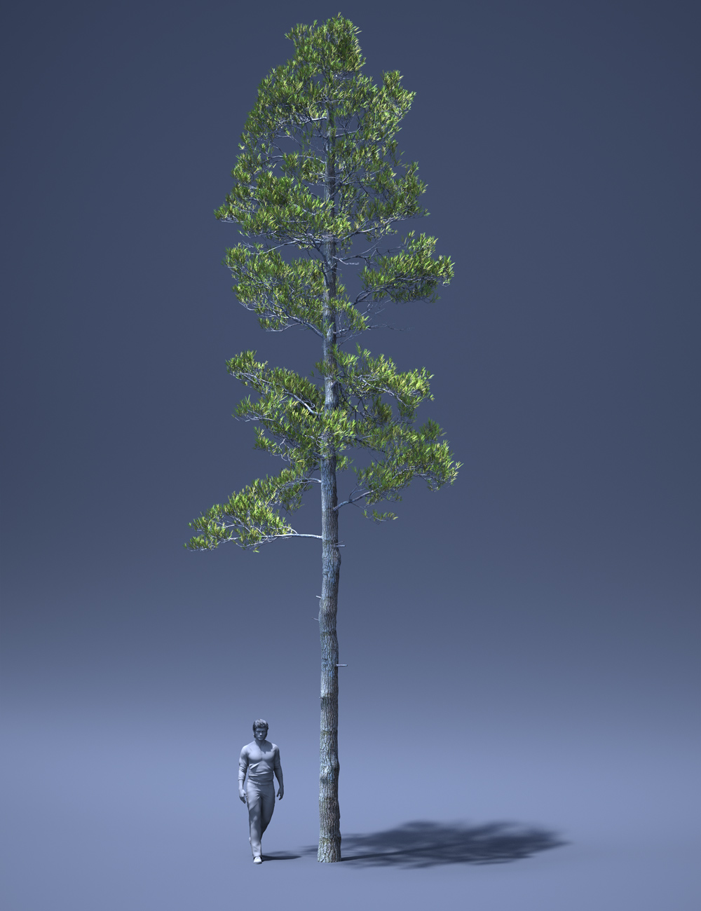 Botanicals : Pine Trees | Daz 3D