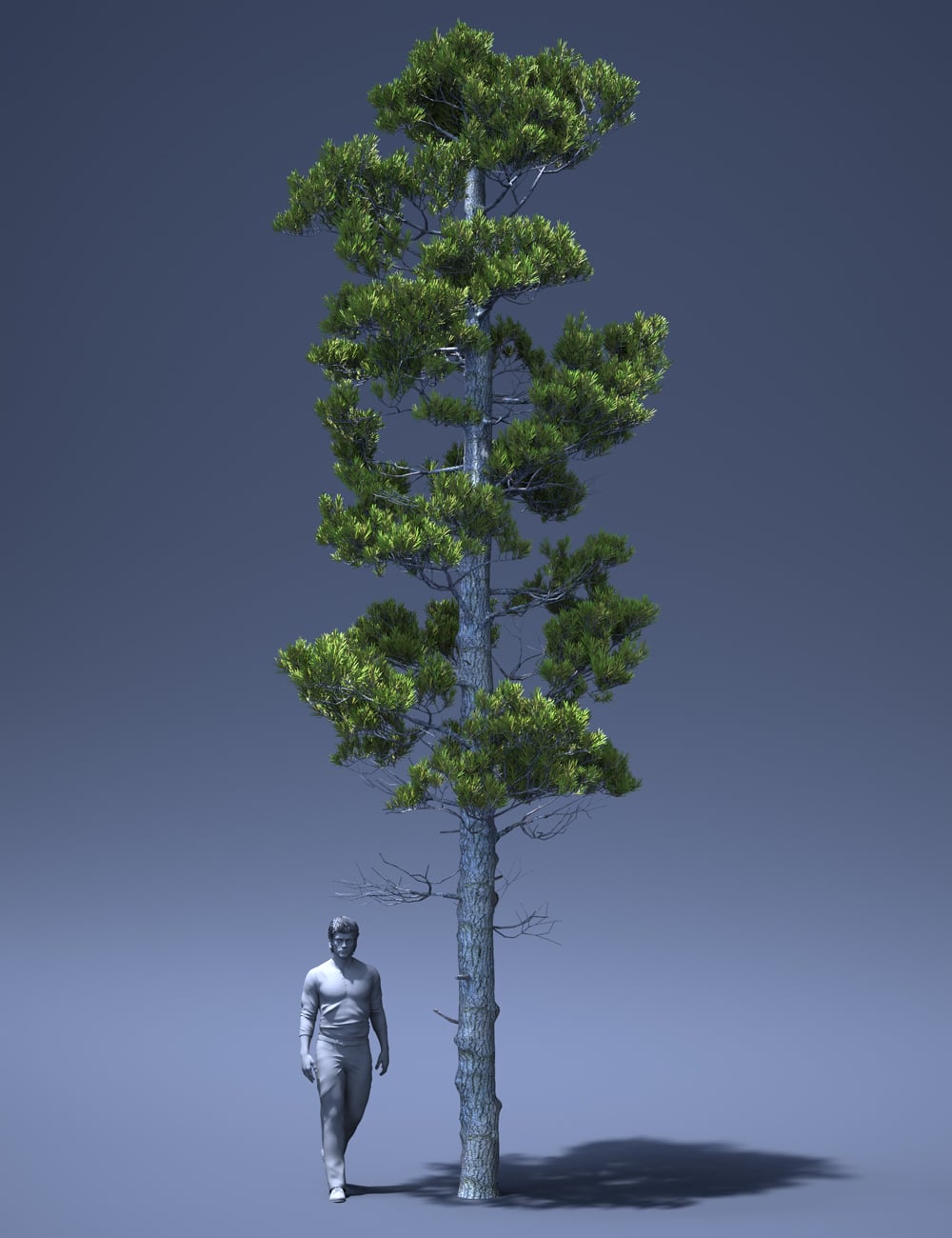 Botanicals : Pine Trees | Daz 3D
