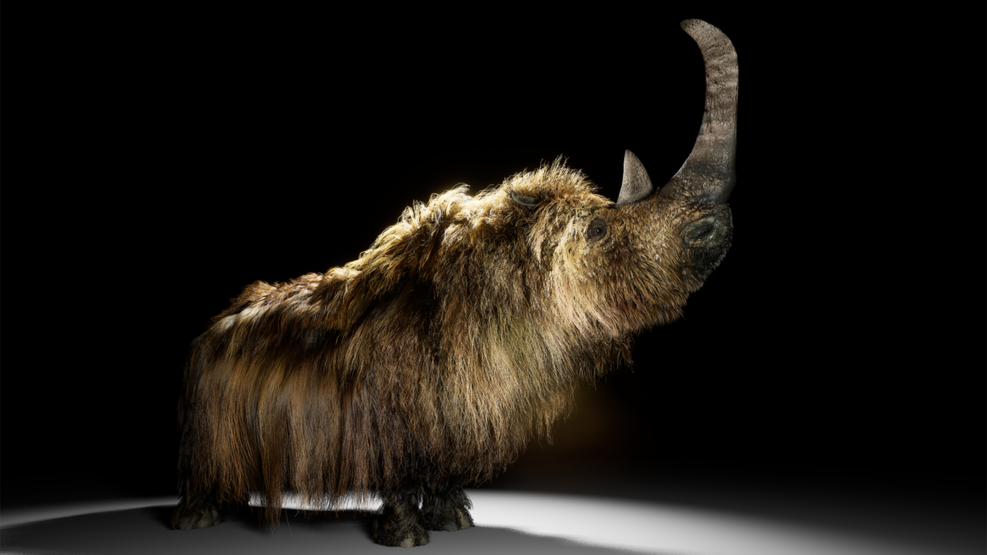 Woolly Rhino by AM | Daz 3D